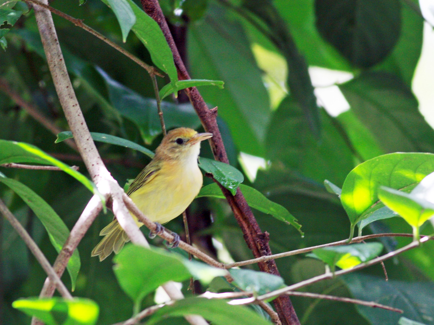 Golden-fronted Greenlet - eBird
