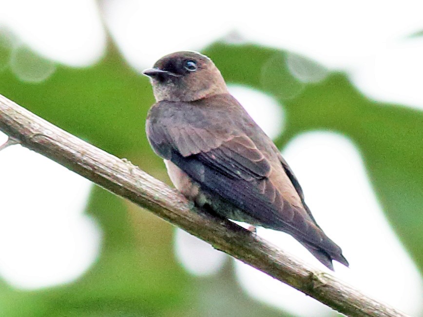 White-thighed Swallow - eBird