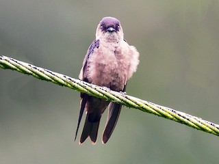 White-thighed Swallow - eBird