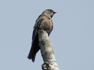 White-thighed Swallow - eBird