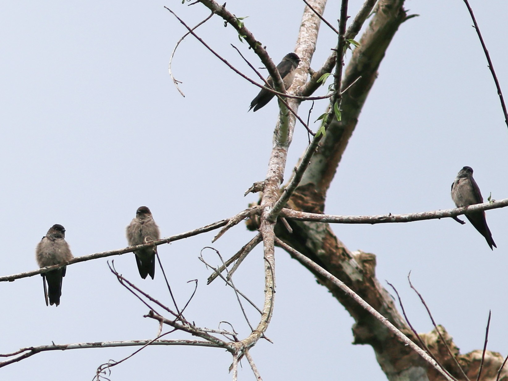 White-thighed Swallow - eBird