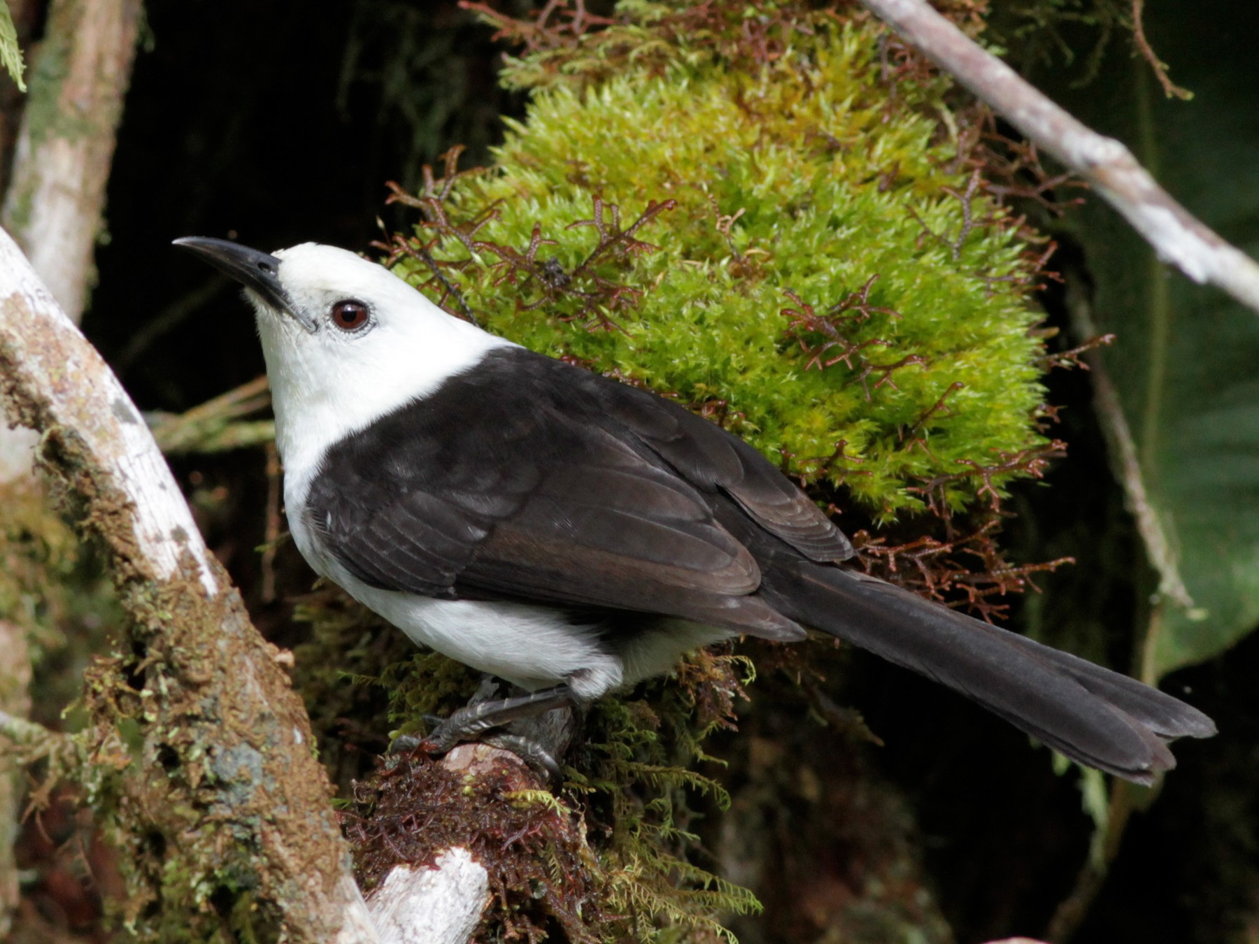 White-headed Wren - eBird