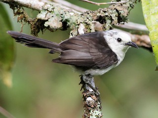 White-headed Wren - Campylorhynchus albobrunneus - Birds of the World