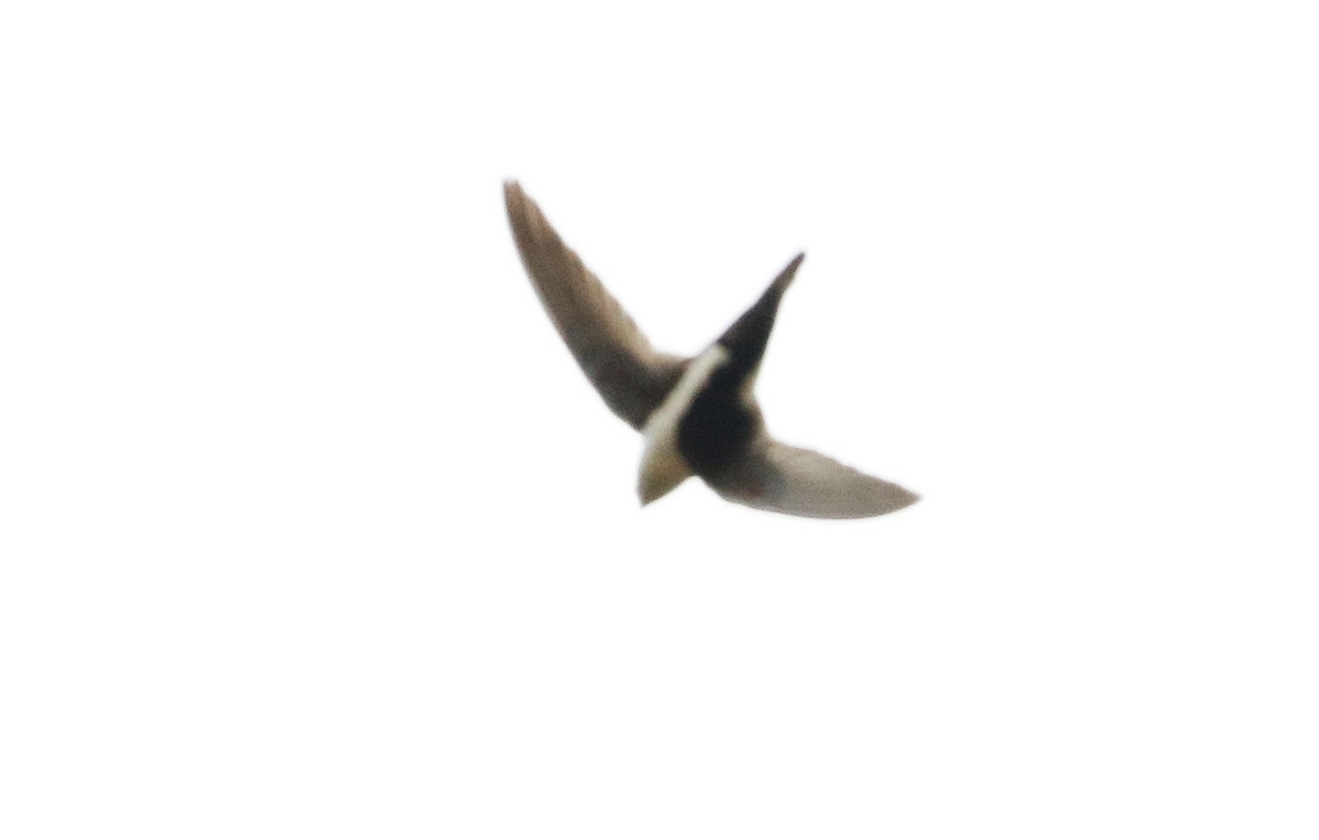 eBird Checklist - 25 May 2023 - Palo Corona RP--Rancho Cañada & South ...