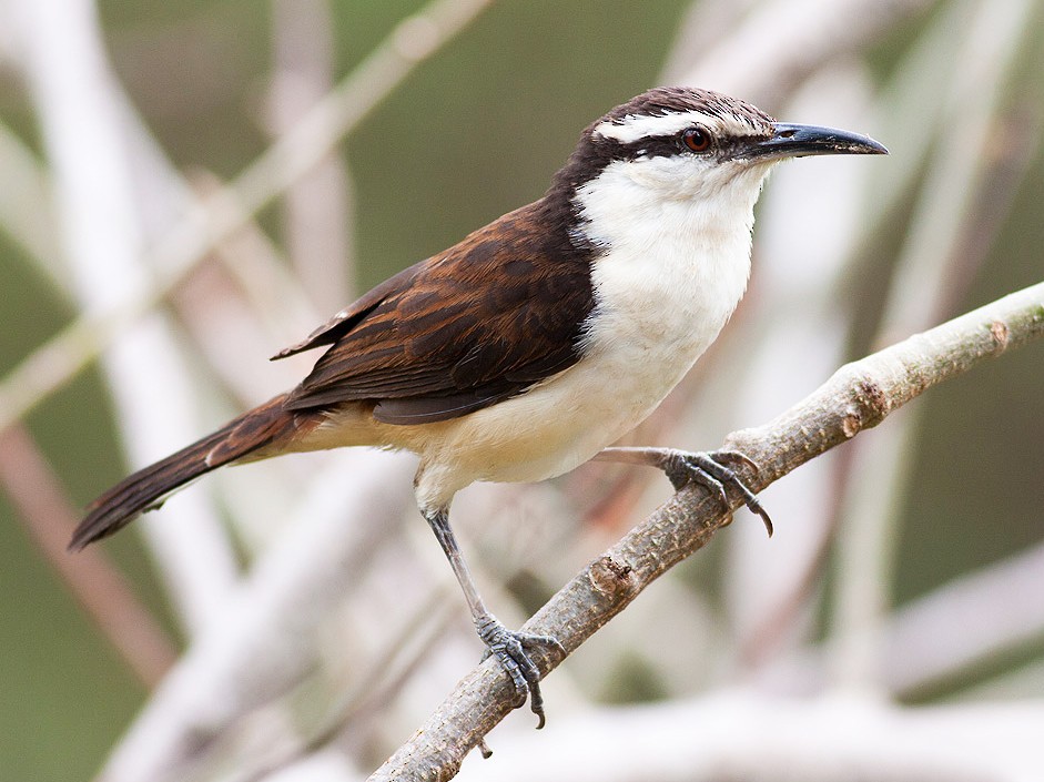 Bicolored Wren - eBird