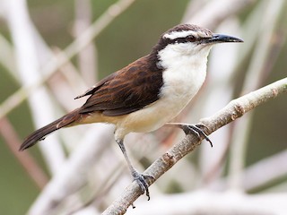 Bicolored Wren - Campylorhynchus griseus - Birds of the World