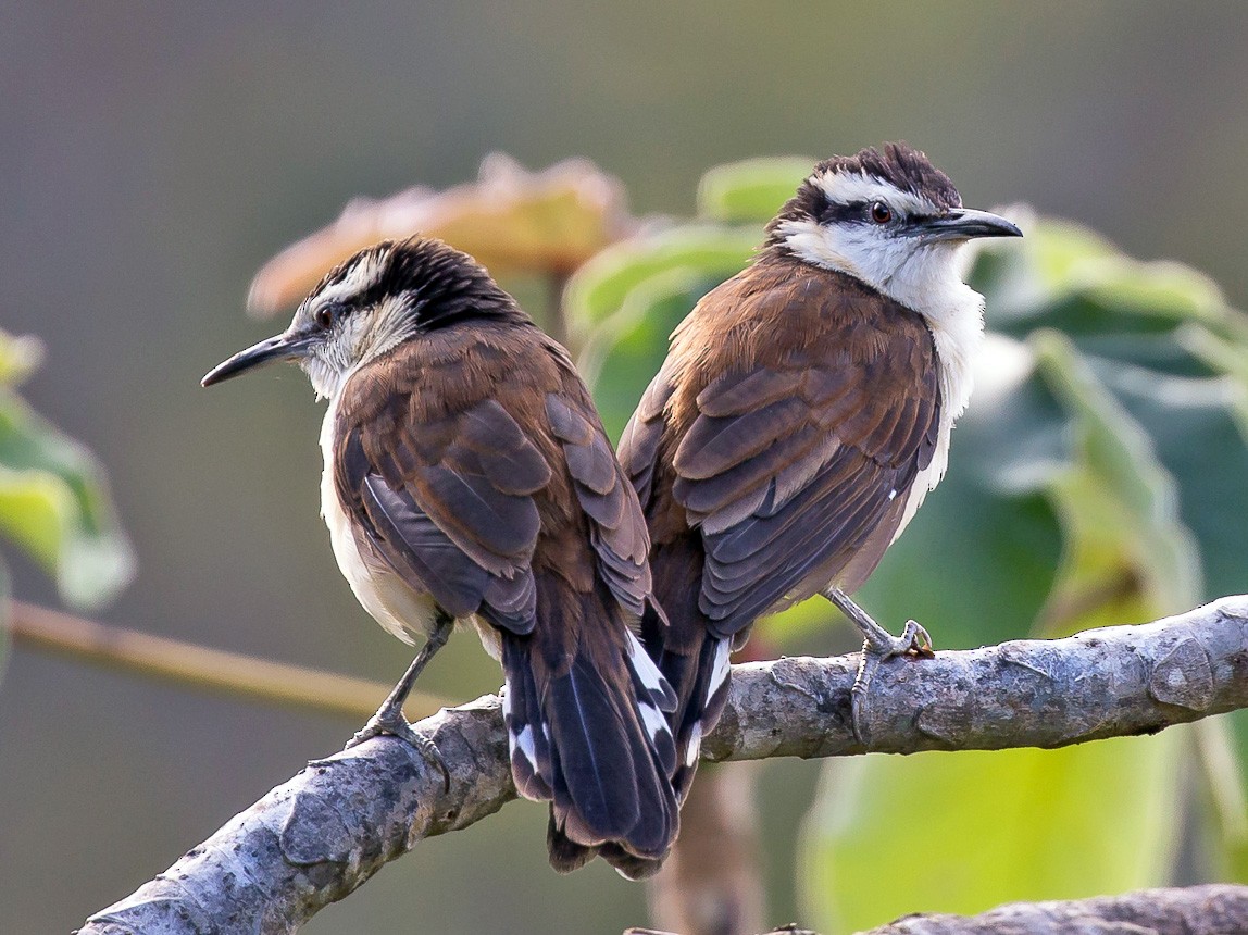 Bicolored Wren - eBird