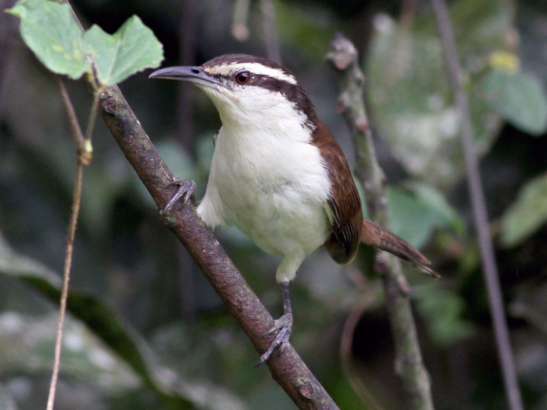 Bicolored Wren - eBird