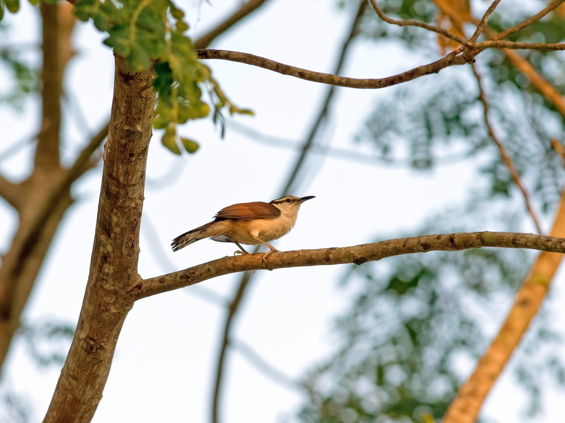 Bicolored Wren - eBird
