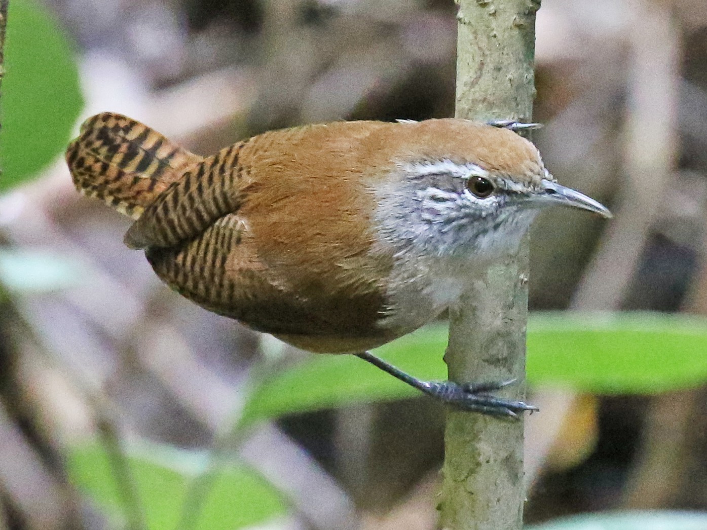 Buff-breasted Wren - eBird