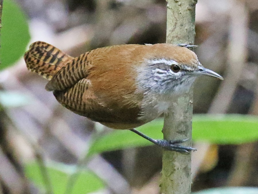 Buff-breasted Wren - eBird
