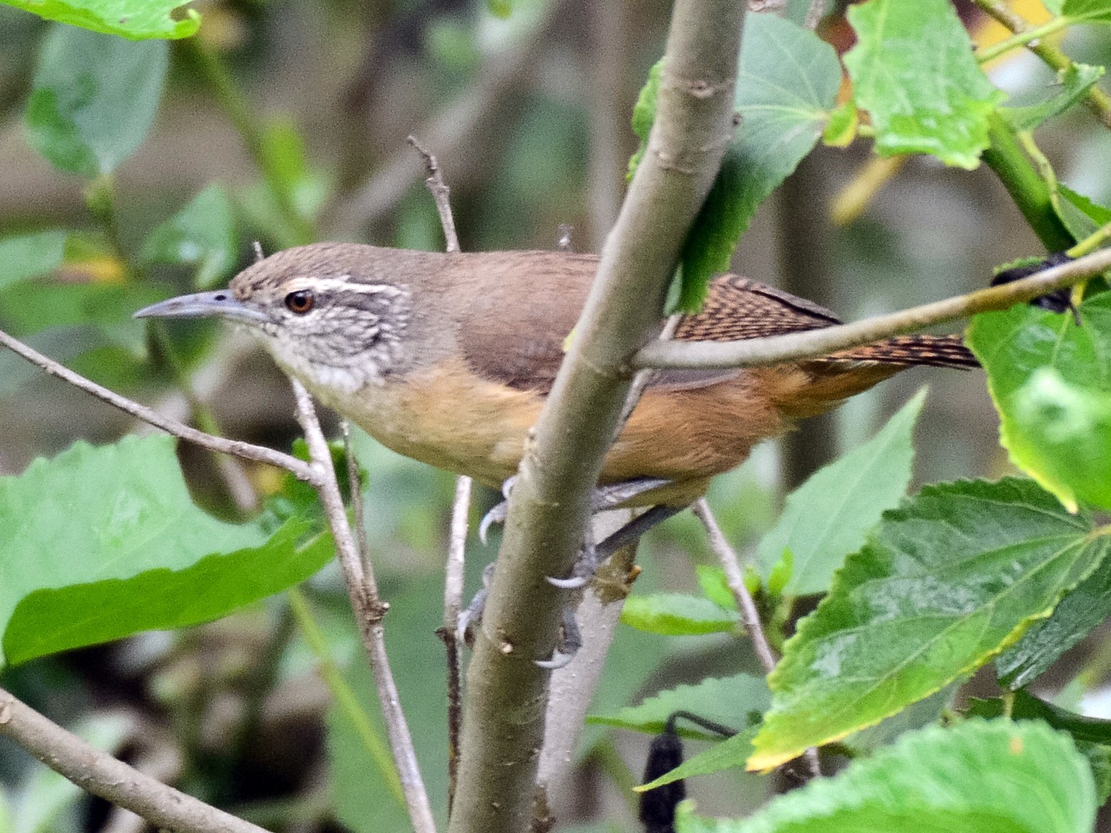 Buff-breasted Wren - eBird