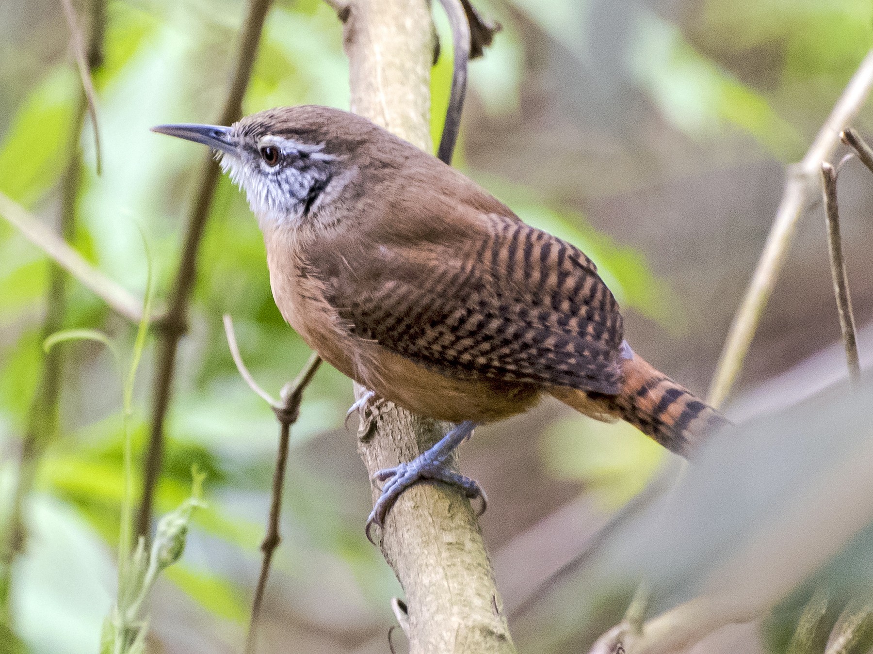 Buff-breasted Wren - eBird