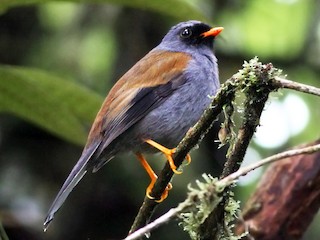 Varied Solitaire - Myadestes coloratus - Birds of the World