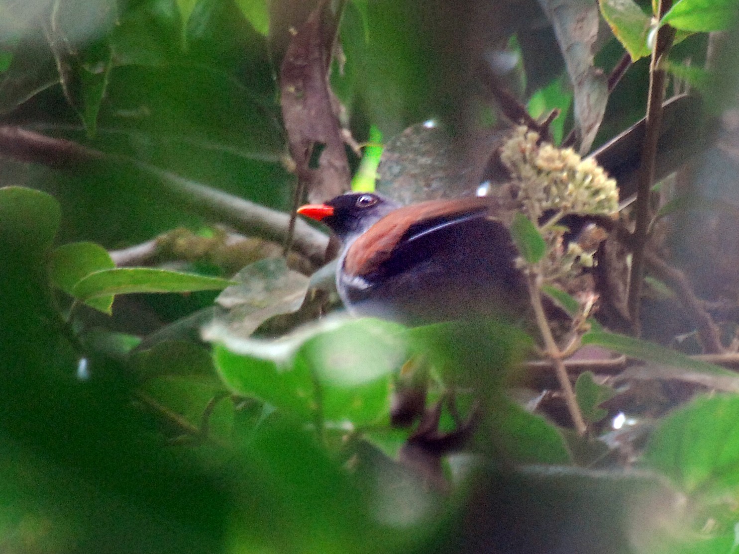Varied Solitaire - eBird