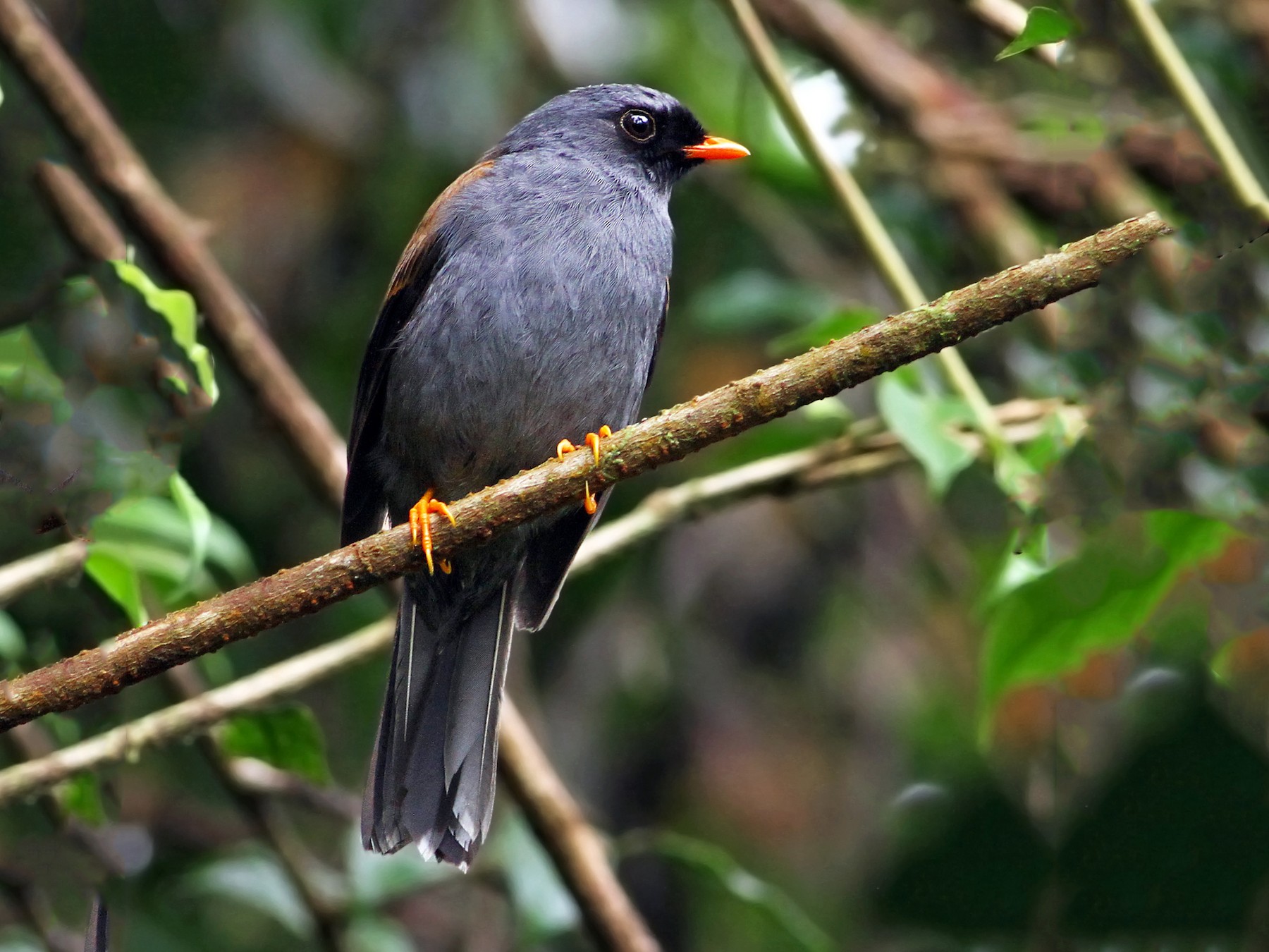 Varied Solitaire - eBird