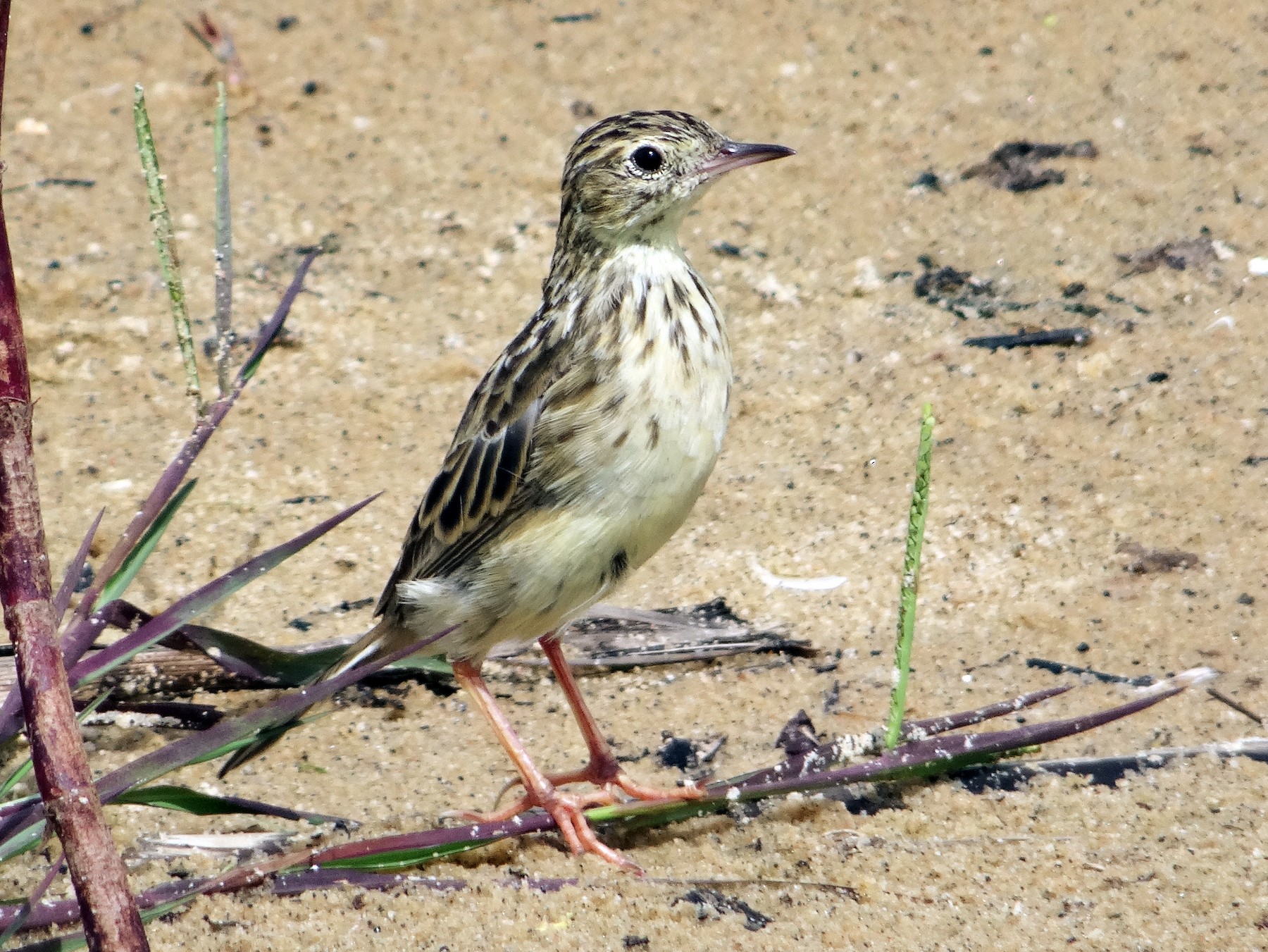 Yellowish Pipit - eBird