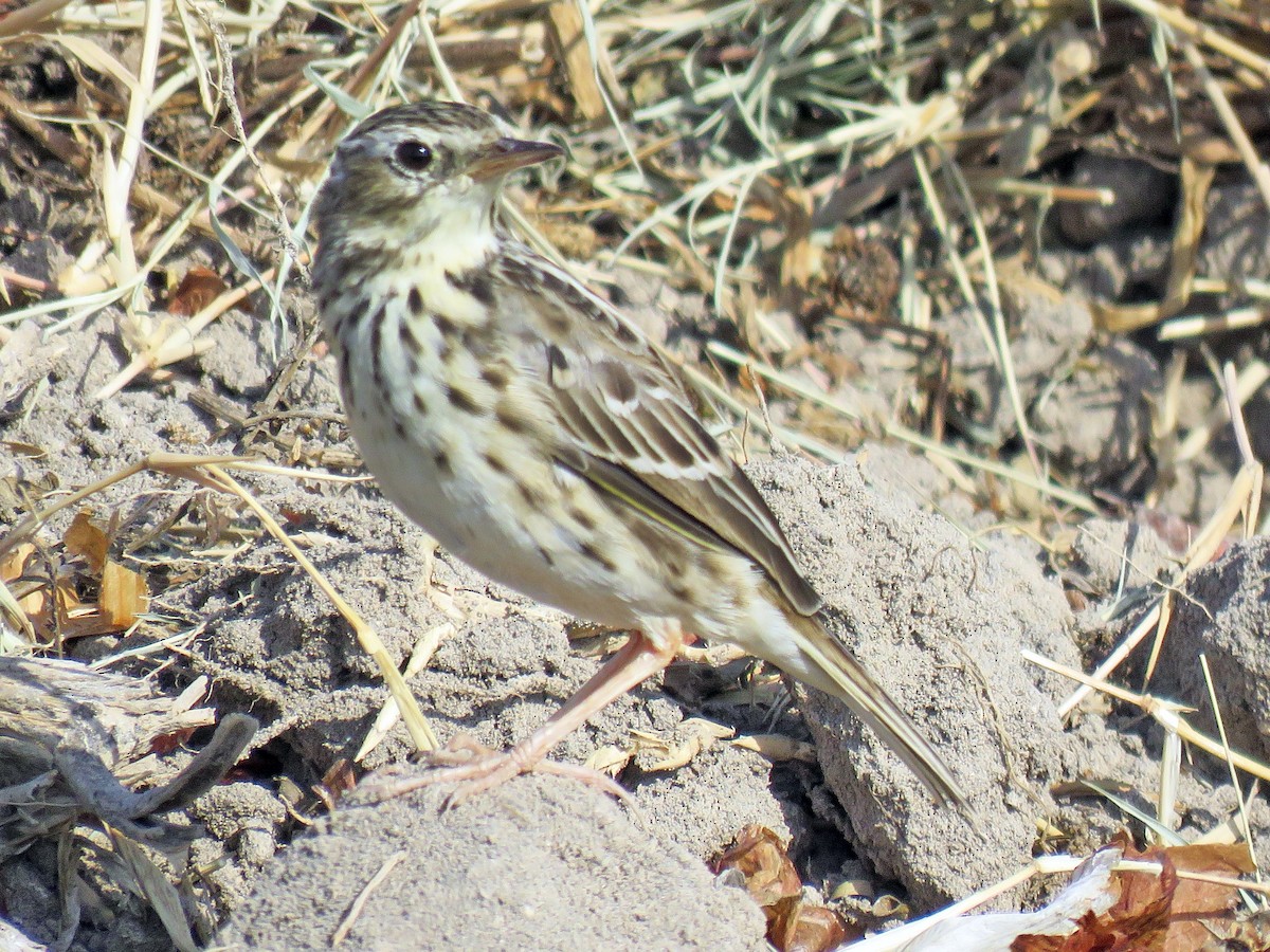 Peruvian Pipit - Anthus peruvianus - Birds of the World