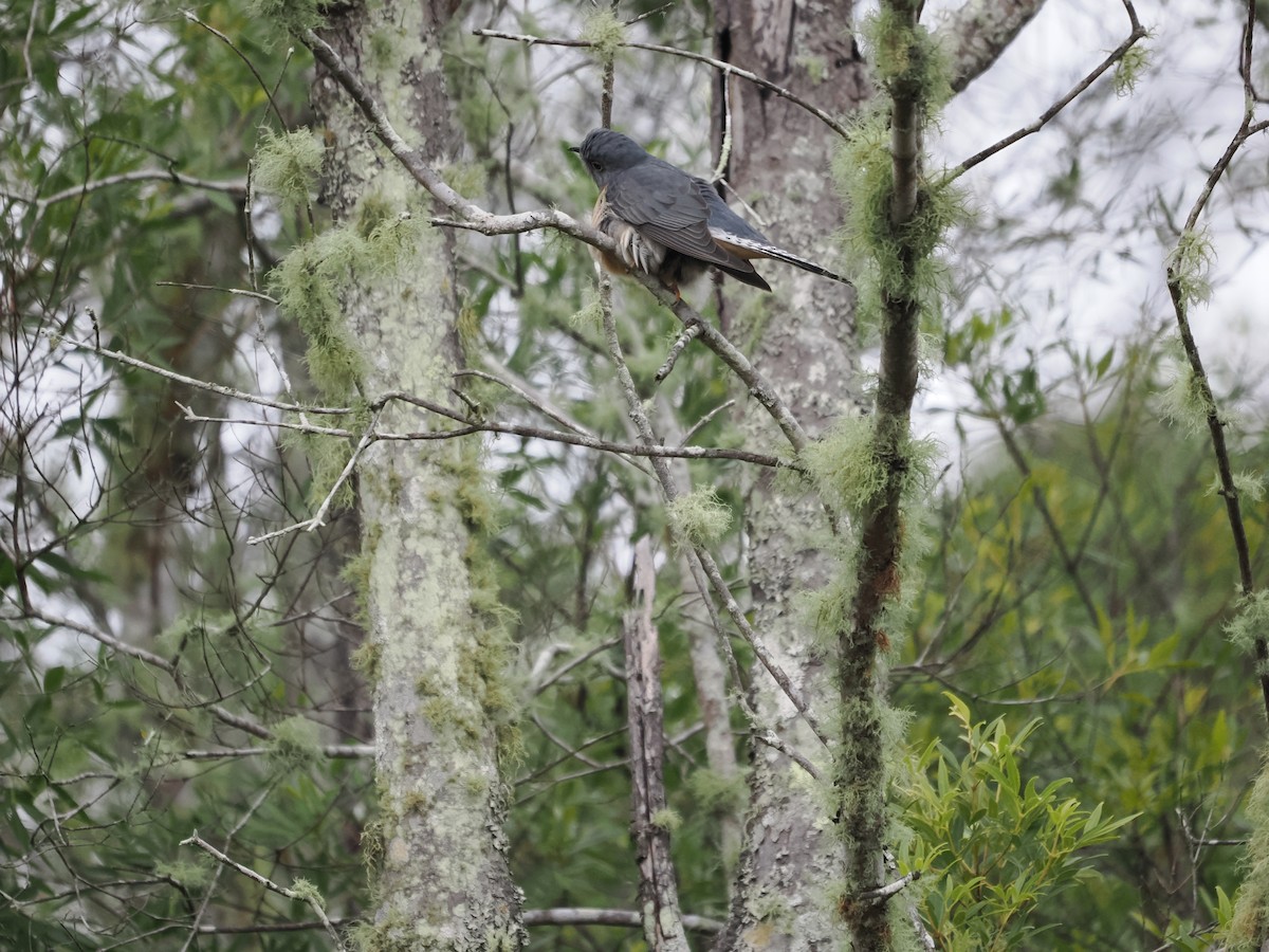 eBird Checklist - 26 May 2023 - Emu Picnic Area, Nepean Dam - 20 species