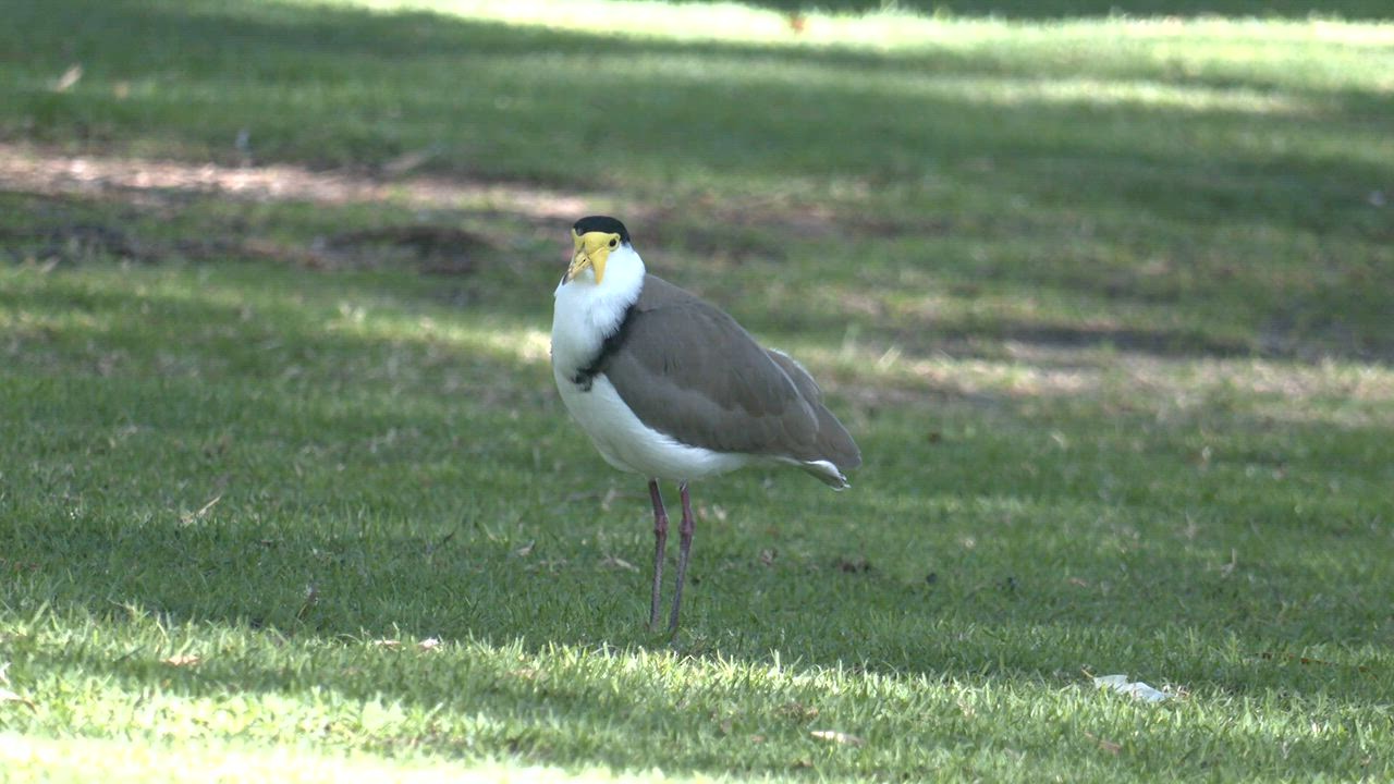 ML577383601 Masked Lapwing Macaulay Library