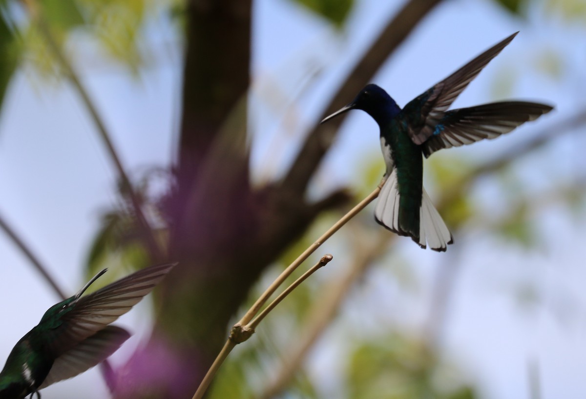 eBird Checklist - 14 Mar 2023 - Yerettê Hummingbird Sanctuary - 14 species