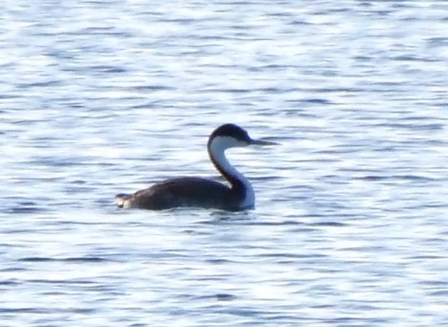 eBird Checklist - 26 May 2023 - Camden township - 1 species