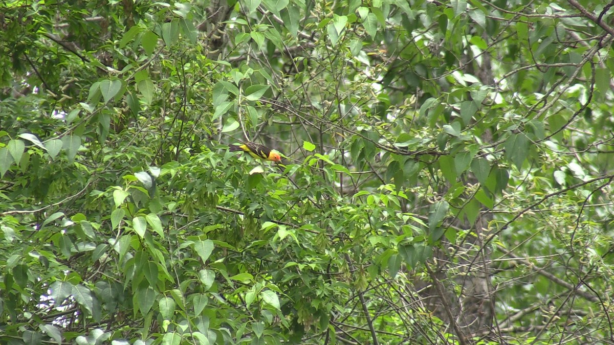 eBird Checklist - 25 May 2023 - Arlee Fish Hatchery - 29 species