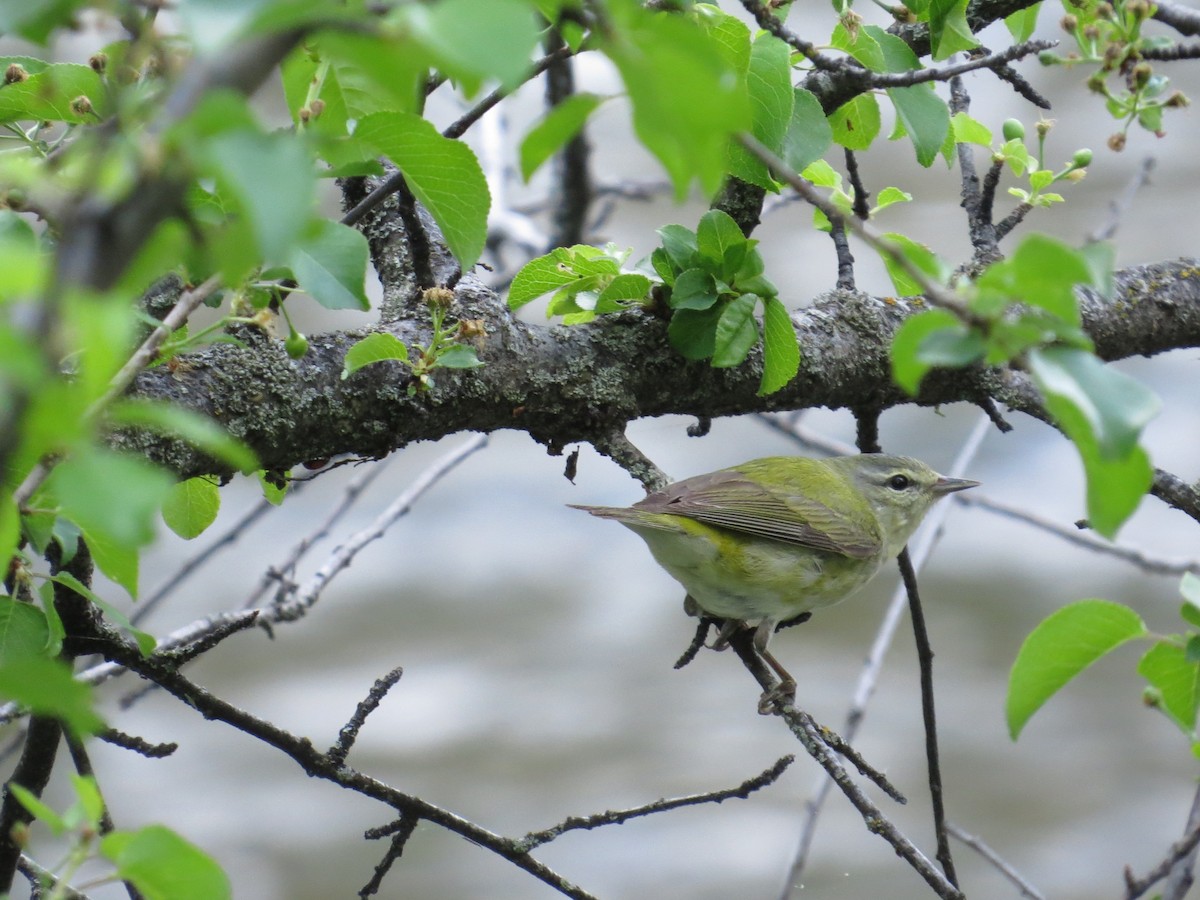 eBird Checklist - 24 May 2023 - Okanagan Falls Provincial Park - 1 species