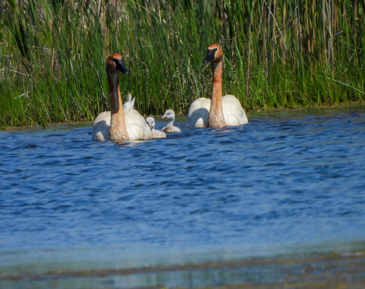 eBird Checklist - 26 May 2023 - Battelle Darby Creek Metro Park--Darby ...