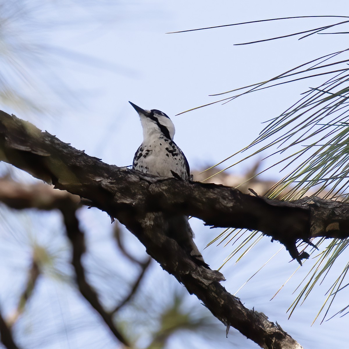 eBird Checklist - 7 May 2023 - Ocala National Forest, Fort McCoy US-FL ...