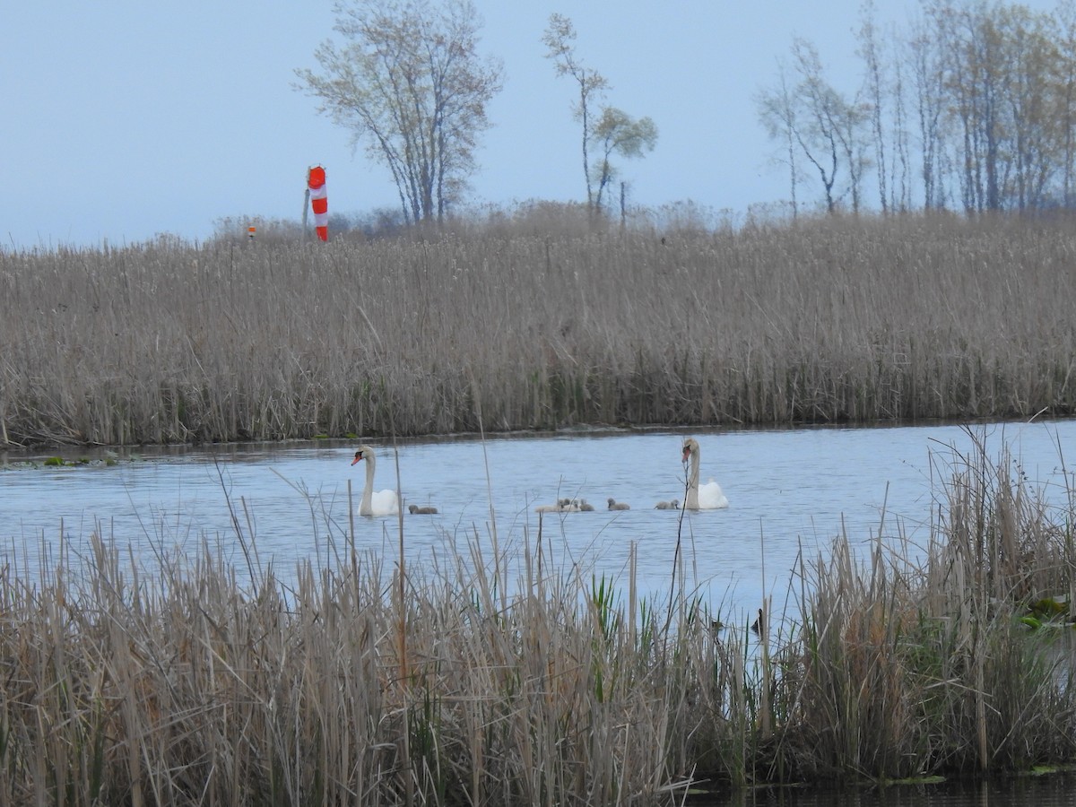 eBird Québec Checklist - 8 May 2023 - Point Pelee National Park ...