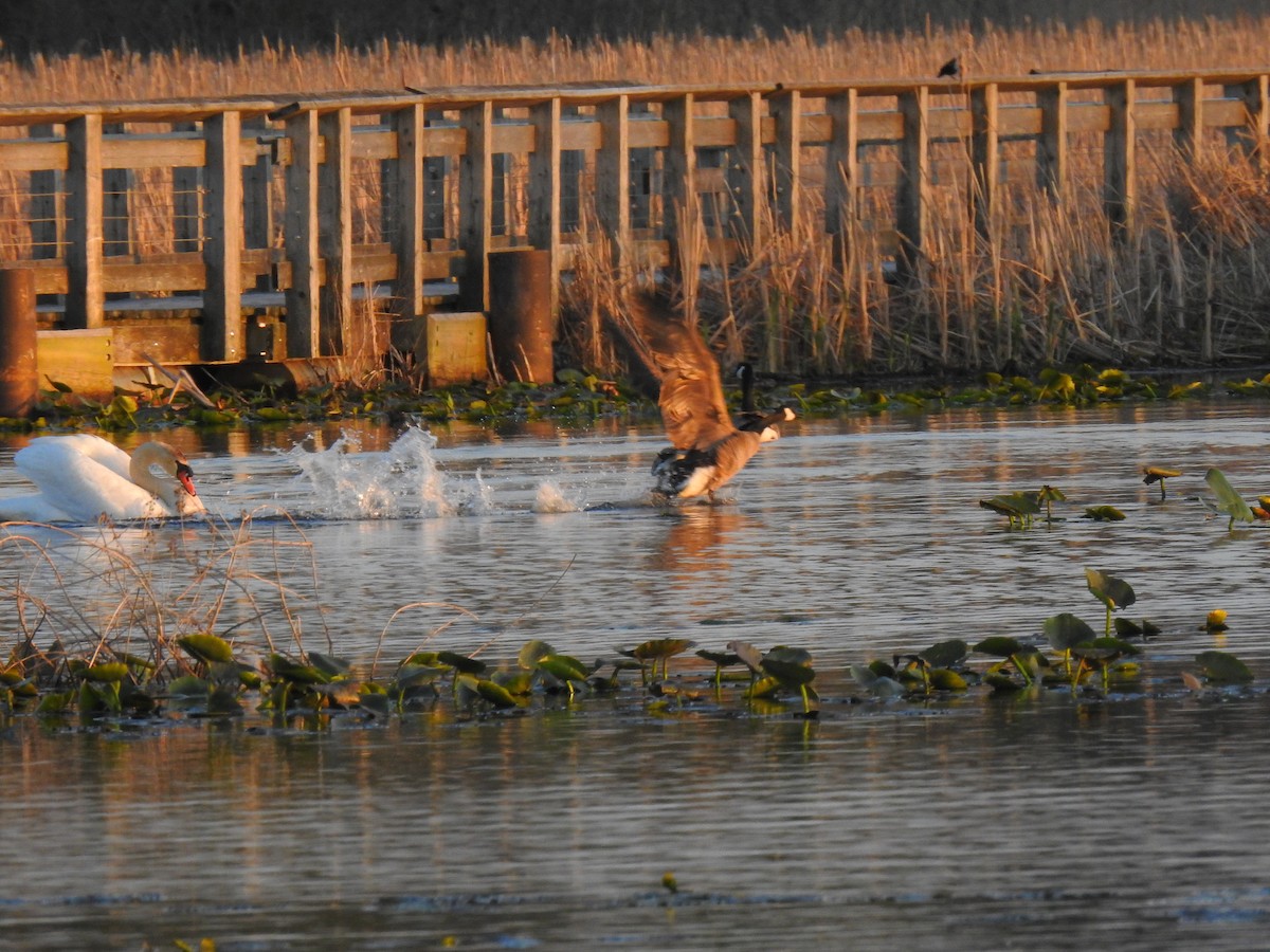 eBird Québec Checklist - 9 May 2023 - Point Pelee National Park ...
