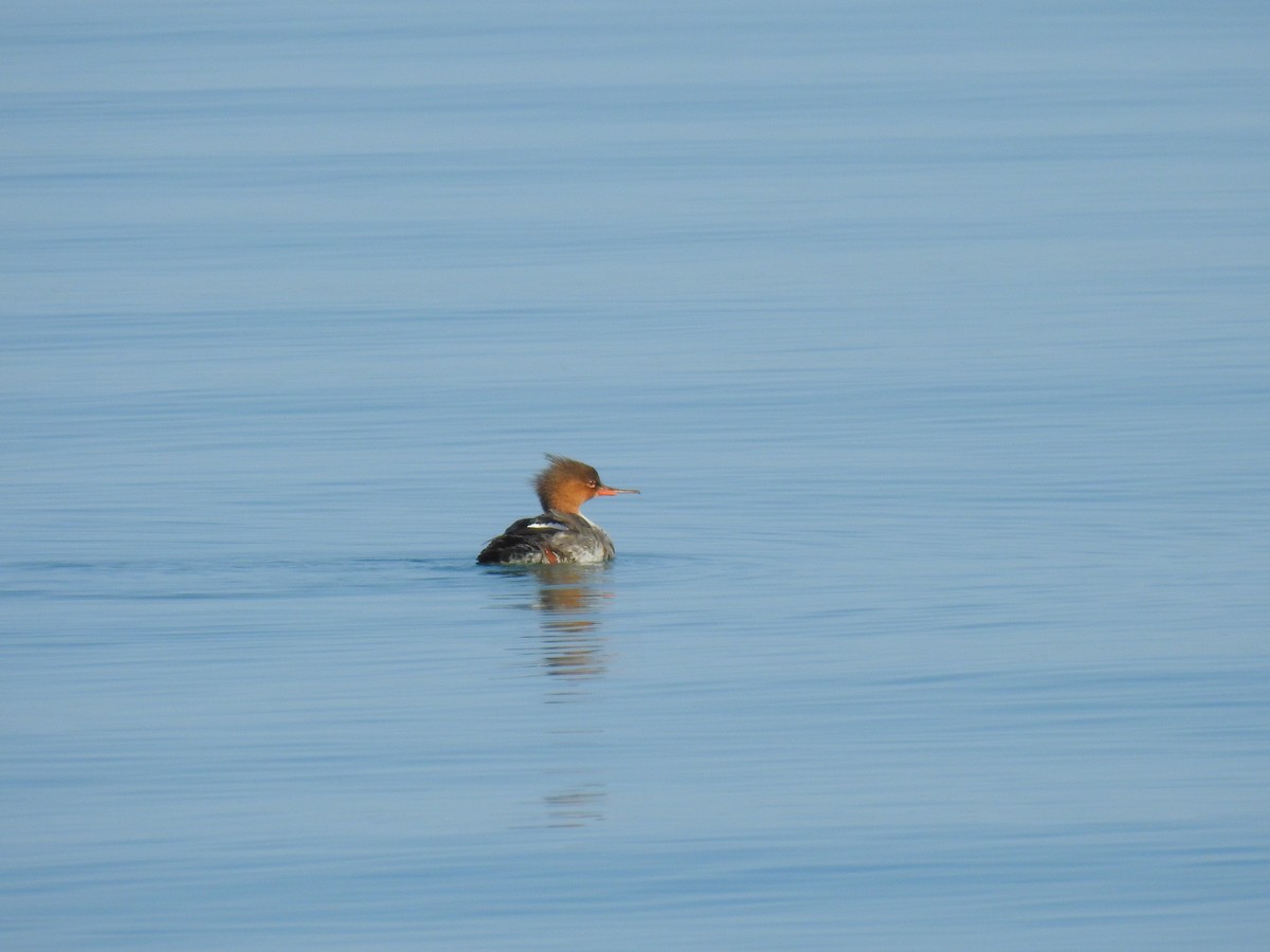 eBird Québec Checklist - 10 May 2023 - Point Pelee National Park ...