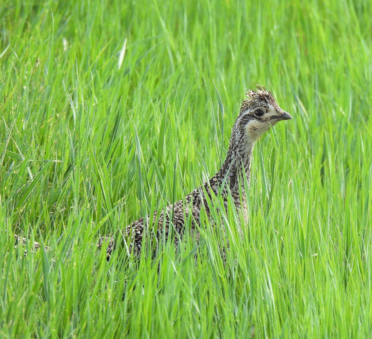 eBird Checklist - 26 May 2023 - Medicine Lake NWR - 63 species (+1 ...