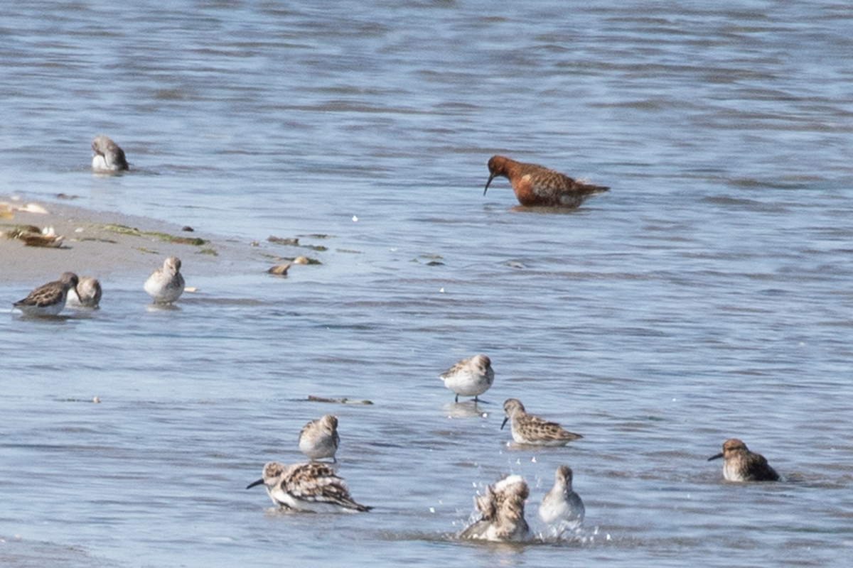 New York Breeding Bird Atlas Checklist - 26 May 2023 - Jones Beach SP ...