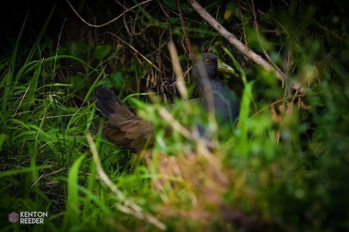 eBird Checklist - 27 May 2023 - Perc White Reserve - 9 species