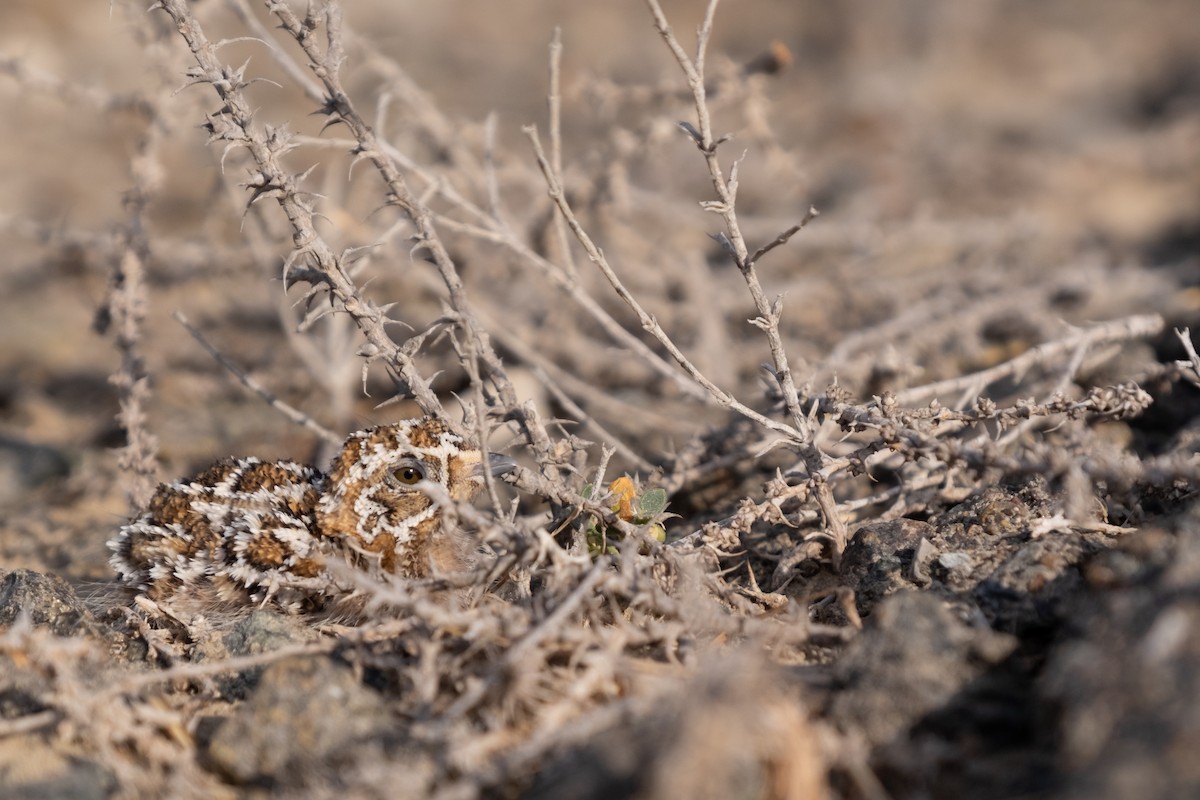 eBird Checklist - 27 May 2023 - Al Maha Forest--Pivot Fields (no access ...