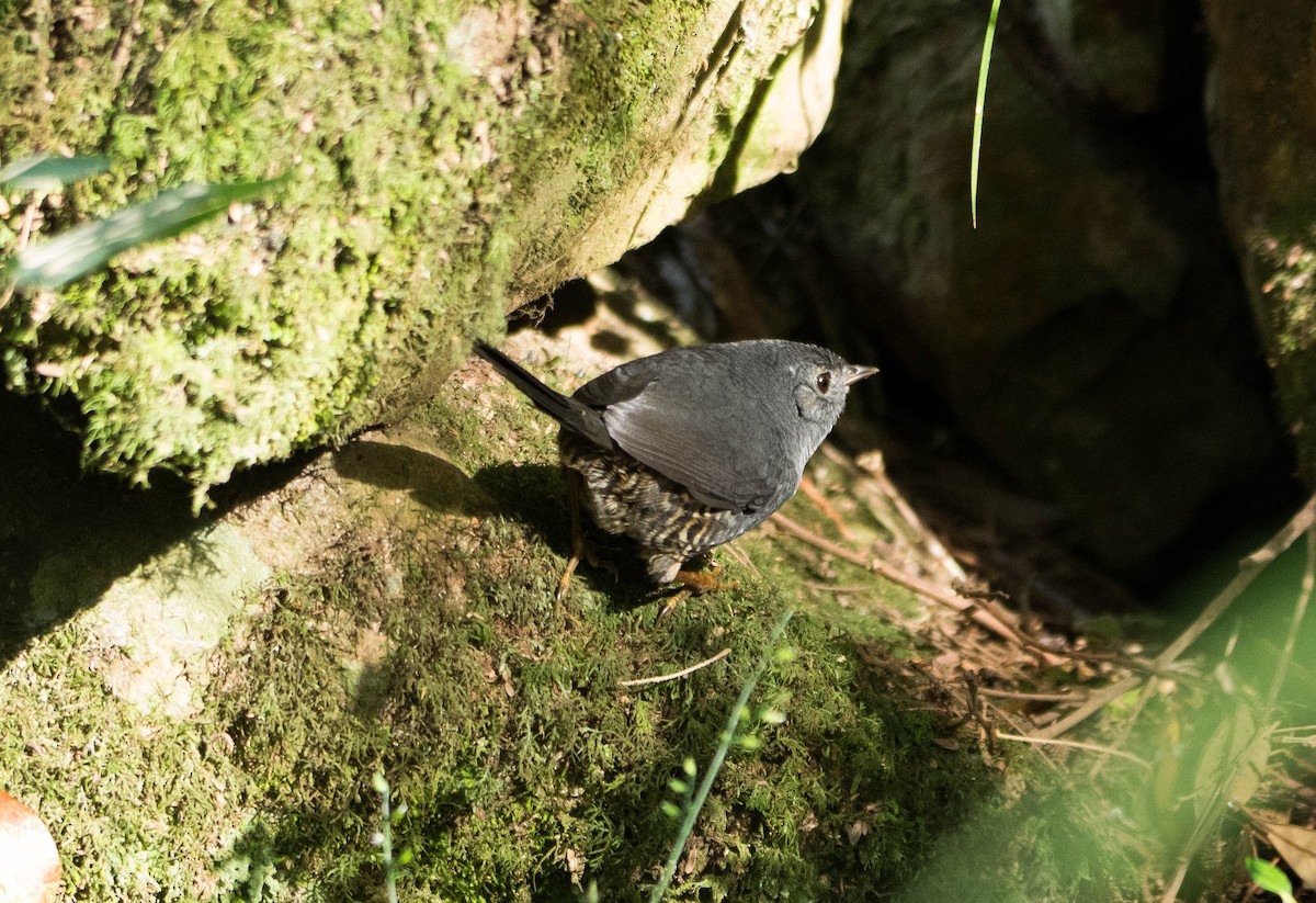 Planalto Tapaculo - Scytalopus pachecoi - Birds of the World