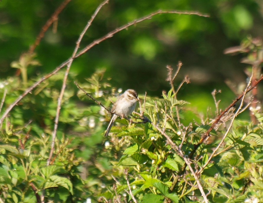 eBird Checklist - 27 May 2023 - Machimoodus State Park - 44 species