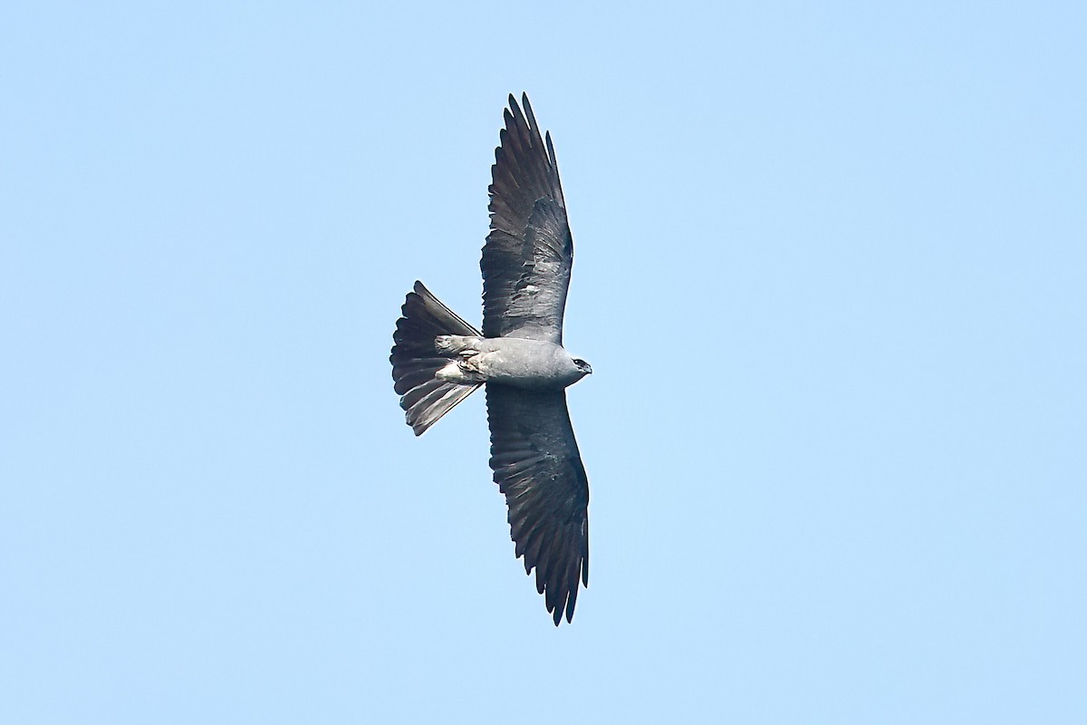 eBird Checklist - 27 May 2023 - East End Park - 16 species