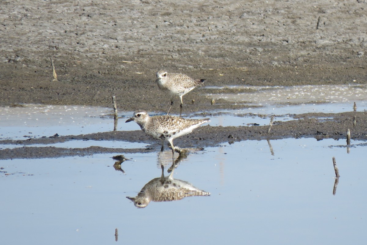 eBird Checklist - 27 May 2023 - Marsh Wren Community Wetlands - 32 species