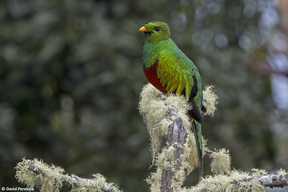 eBird Checklist - 11 Apr 2023 - Santa Marta Breakfast Club (2588 m) - 5 ...