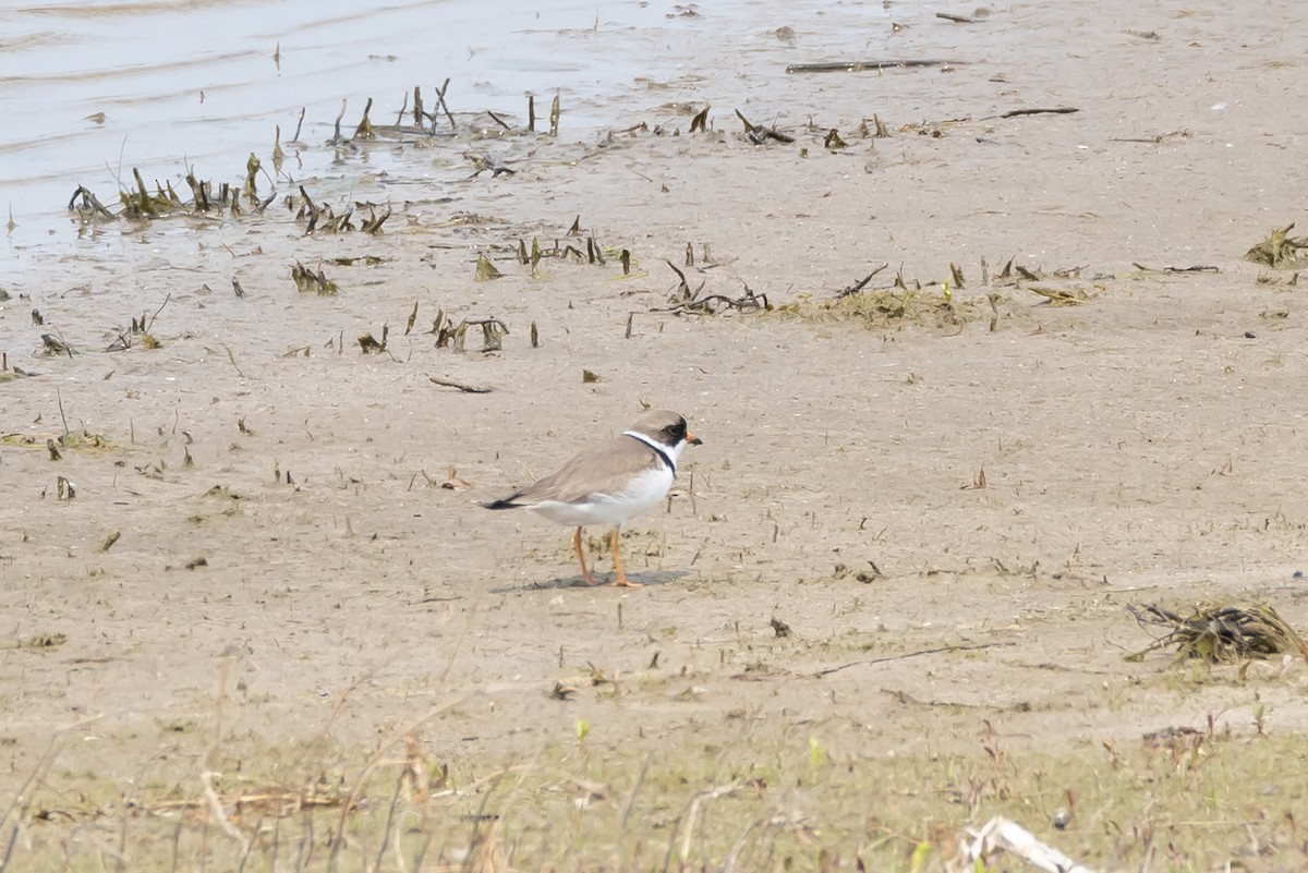 eBird Checklist - 24 May 2023 - Presque Isle SP--Gull Pt. - 57 species