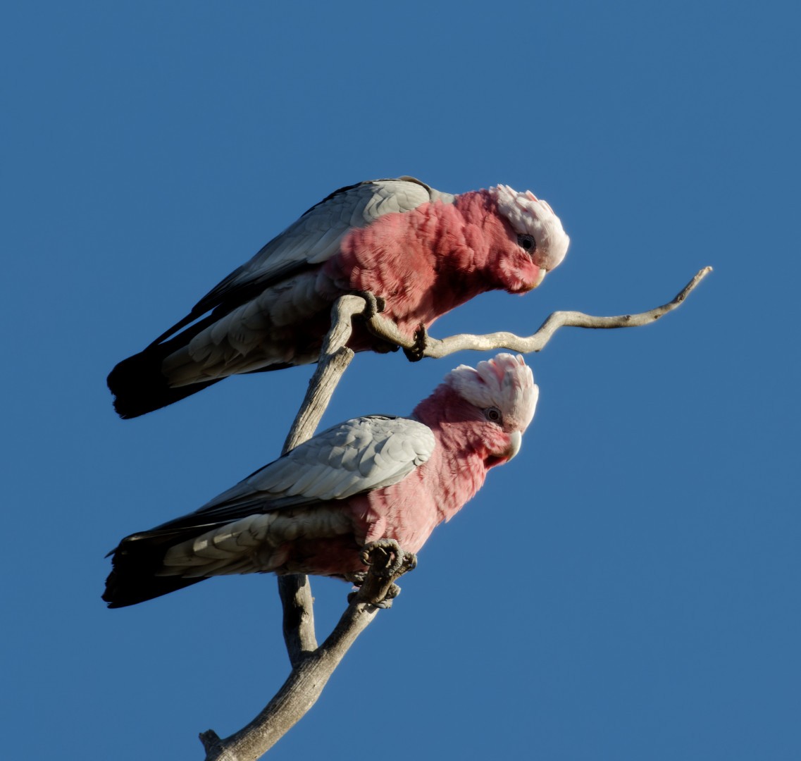 eBird Checklist - 24 May 2023 - Terrick Terrick National Park--Mt ...