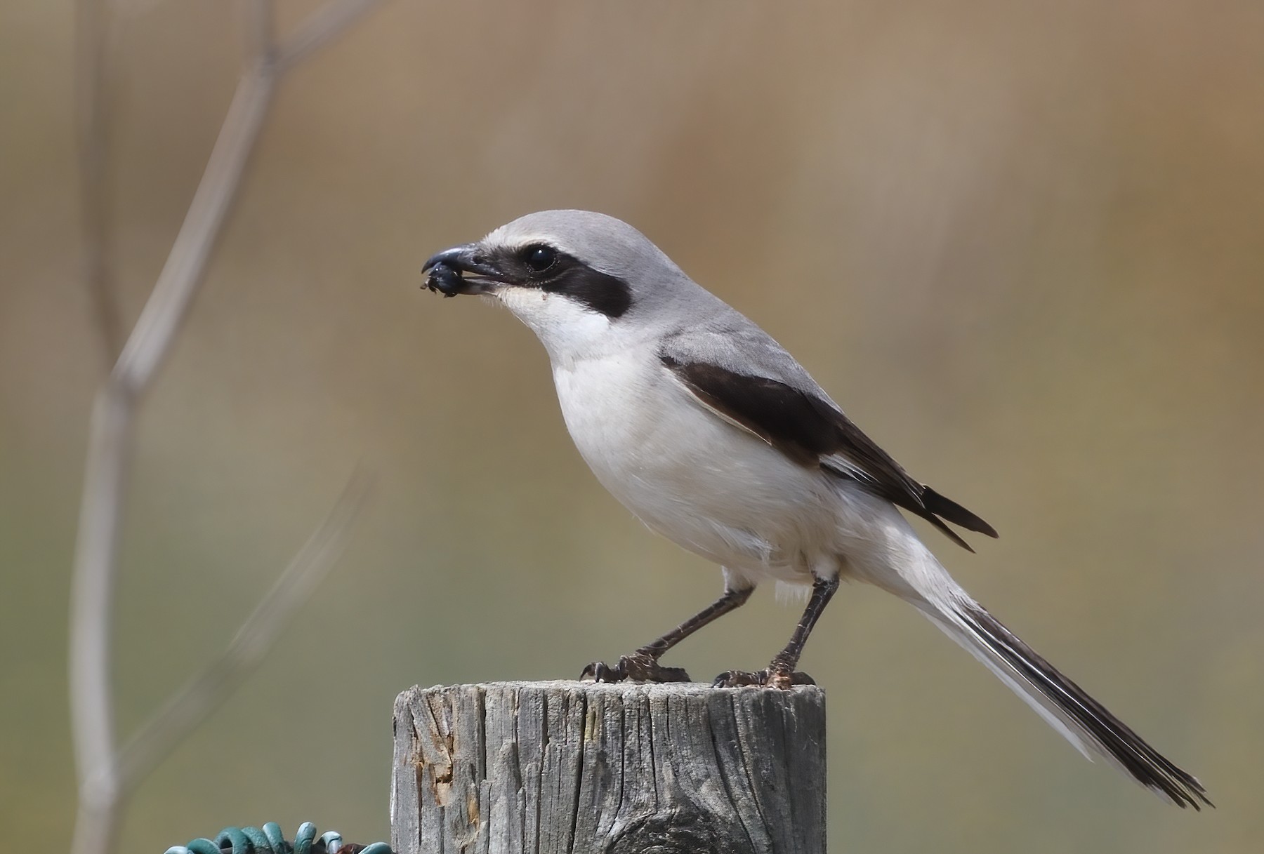 Alcaudón Norteño (estepario) - eBird