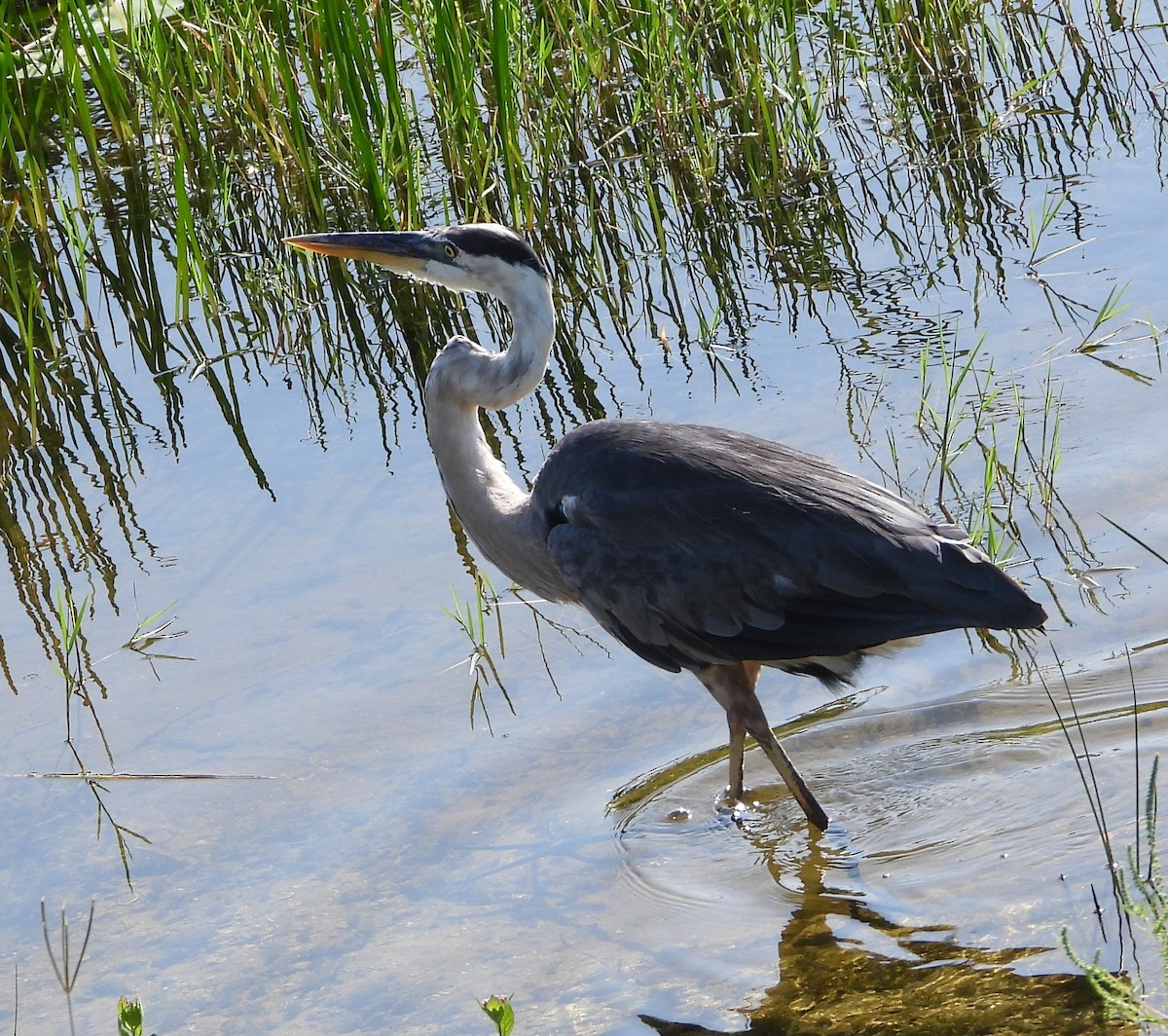 eBird Checklist - 27 May 2023 - Loxahatchee NWR - 34 species (+1 other ...