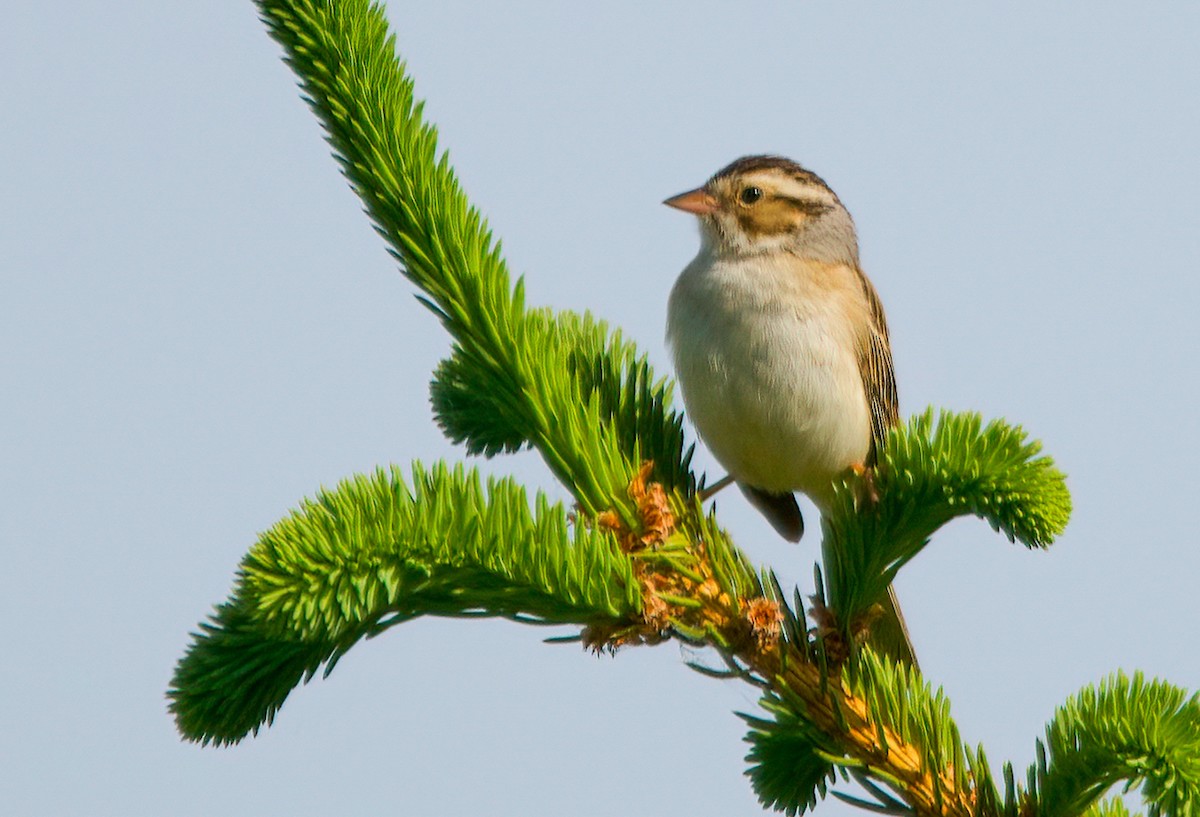 eBird Checklist - 27 May 2023 - Clay Colored Sparrow Stakeout 2023 - 22 ...