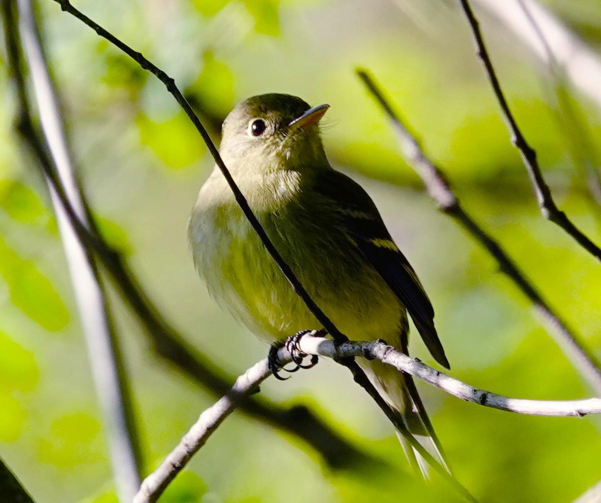eBird Checklist - 26 May 2023 - Lac des Soeurs - 51 species