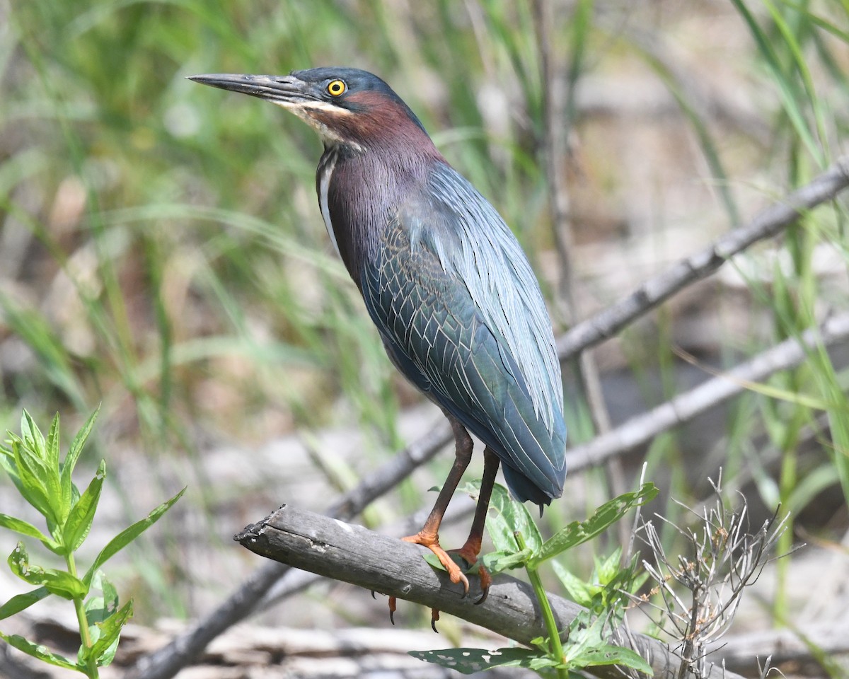 eBird Checklist - 27 May 2023 - Seidner Dune and Swale (SHLT) - 57 species