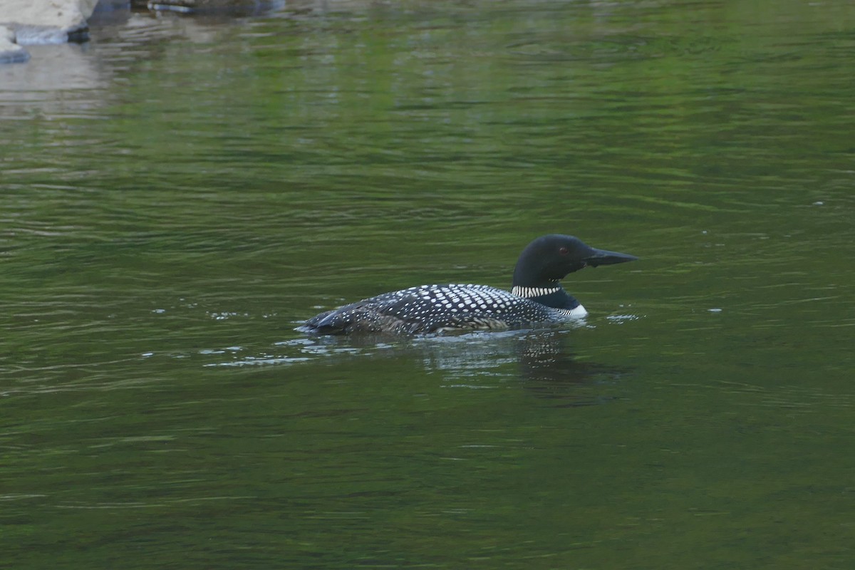 eBird Checklist - 27 May 2023 - Cheat Mtn Club - 1 species